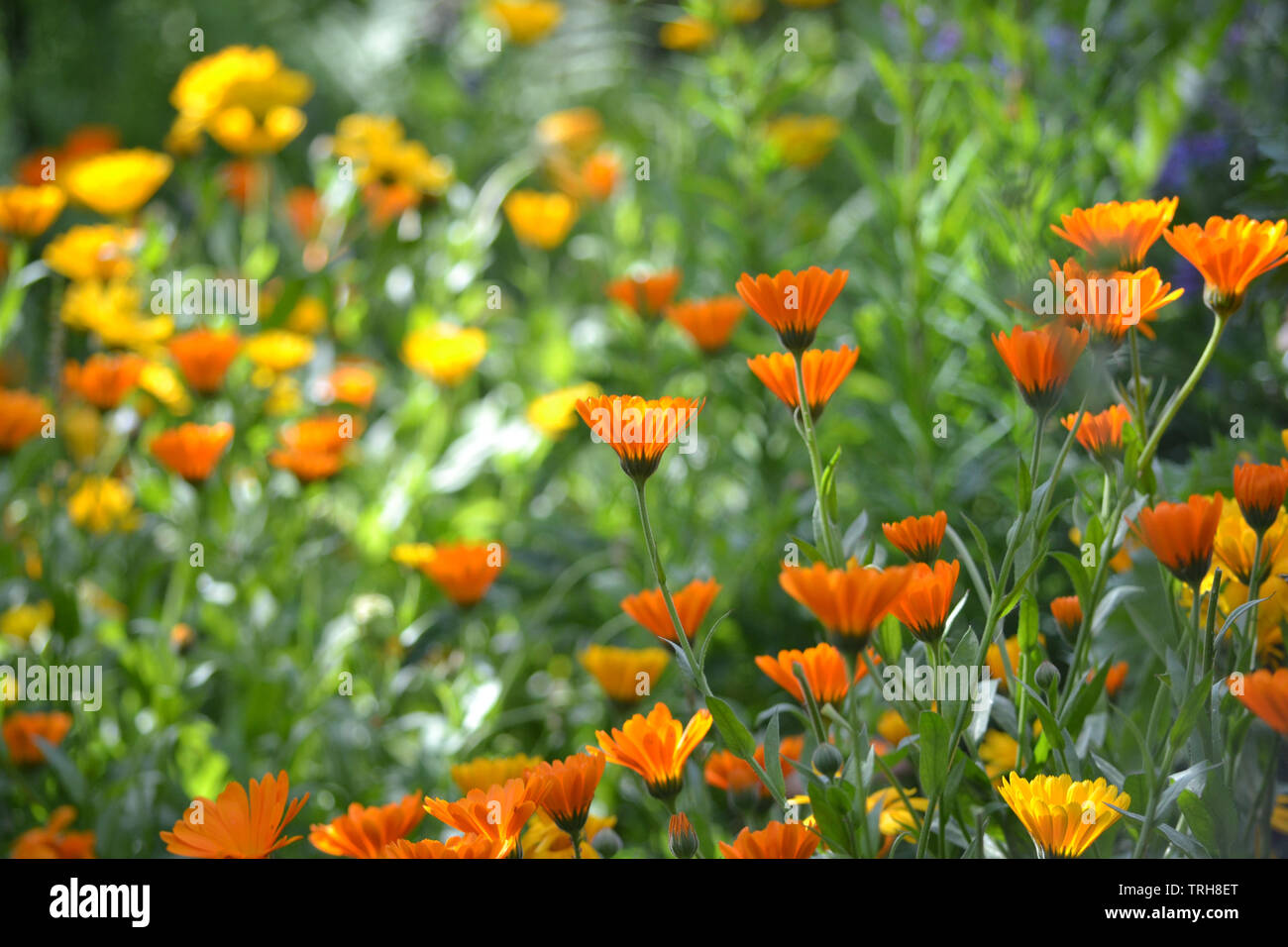 Calendula officinalis, marigolds lining a garden path in summer Stock ...