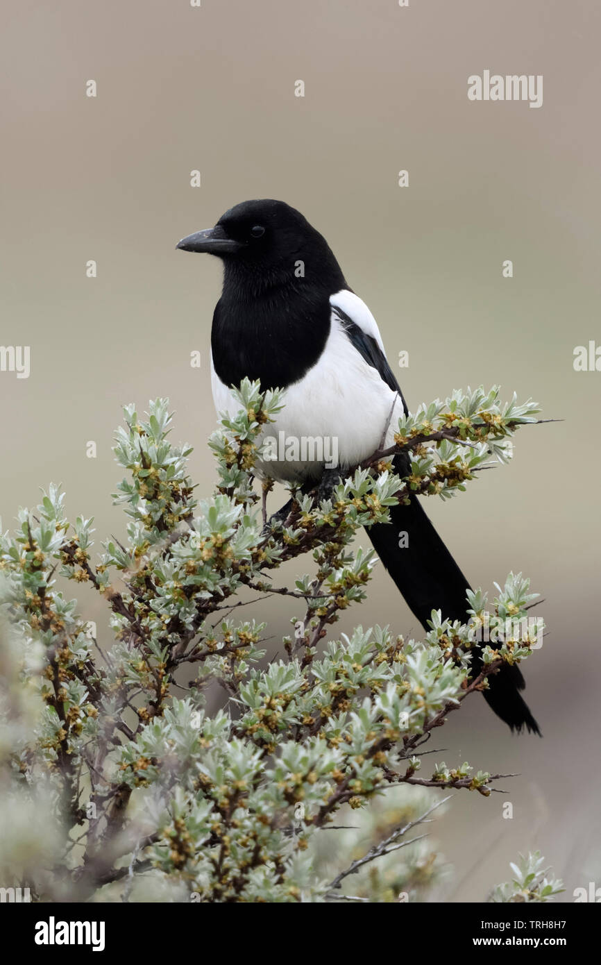 Eurasian Magpie / Elster ( Pica pica ) perched on a bush of ...