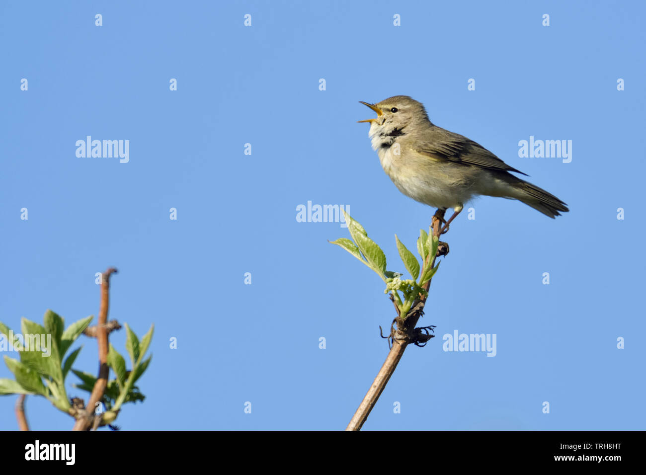 Trochilus species hi-res stock photography and images - Alamy