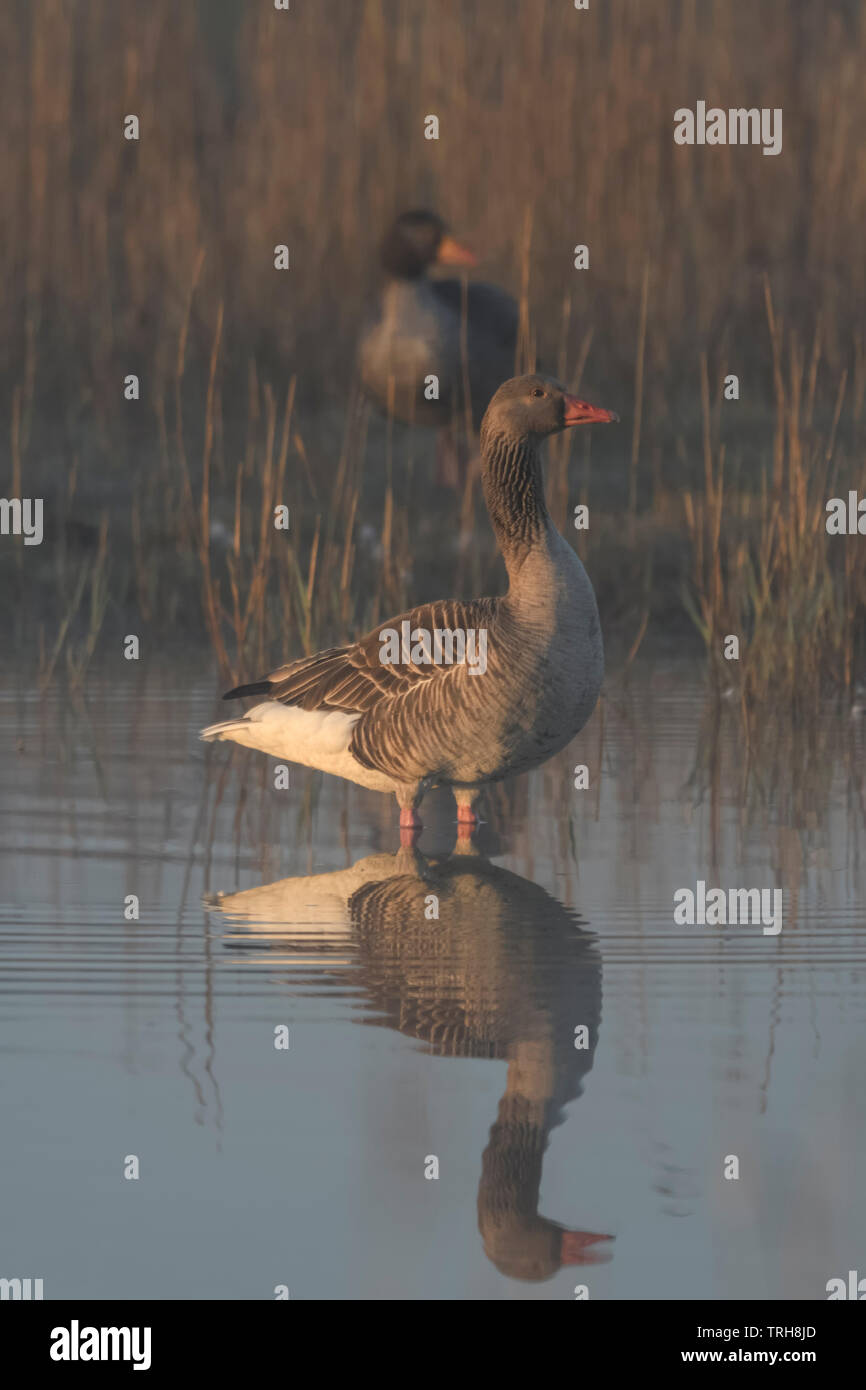 Reeds in marshland swamp hi-res stock photography and images - Alamy