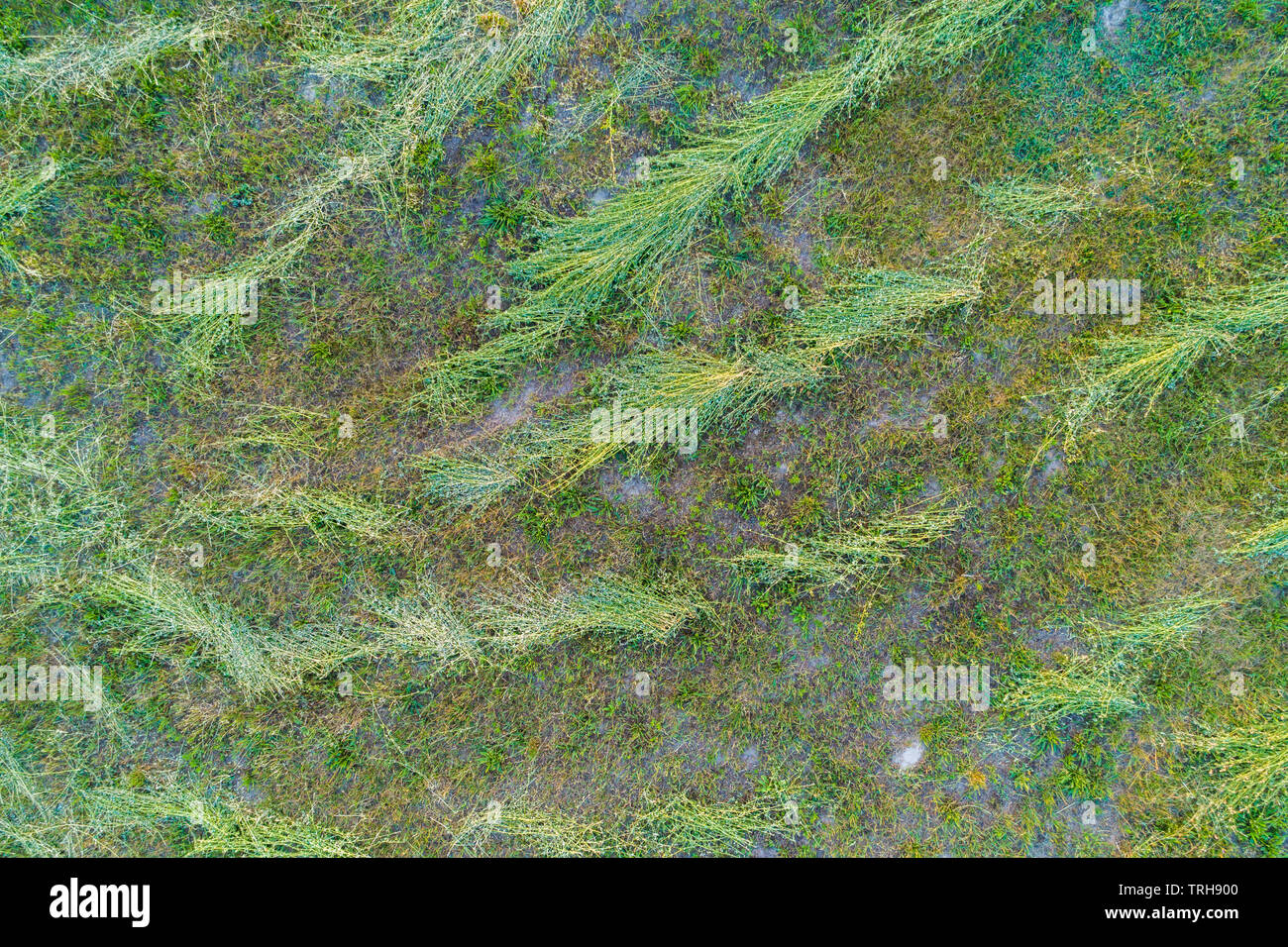 Aerial view of a meadow with mowed grass. Natural floral background ...