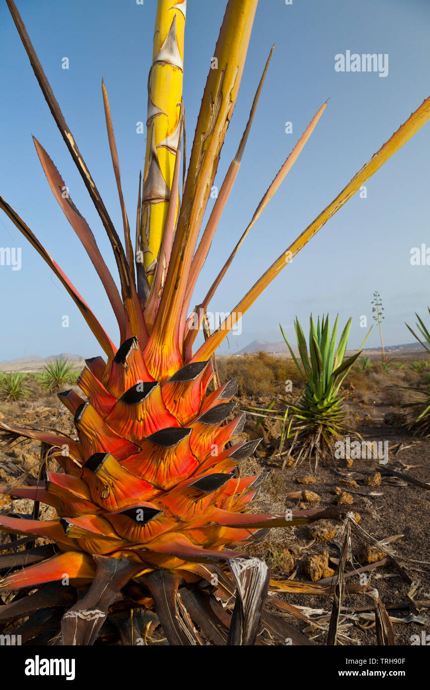 Isla plantación hi-res stock photography and images - Alamy