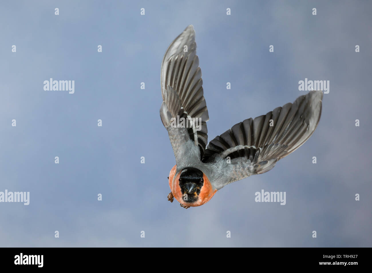 Gimpel, Dompfaff, Männchen, Flug, Flugbild, fliegend, Pyrrhula pyrrhula ...