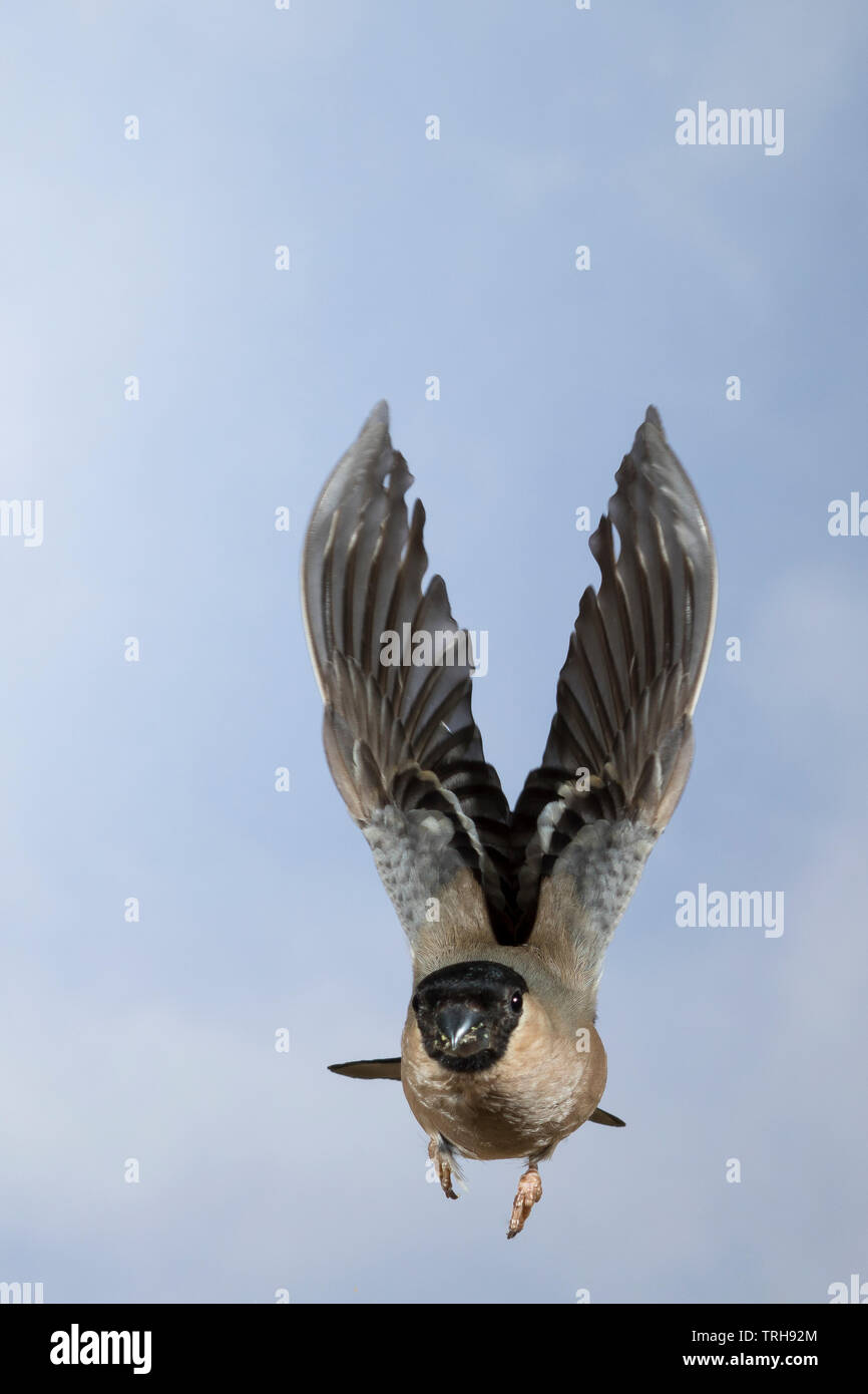 Gimpel, Dompfaff, Weibchen, Flug, Flugbild, fliegend, Pyrrhula pyrrhula ...