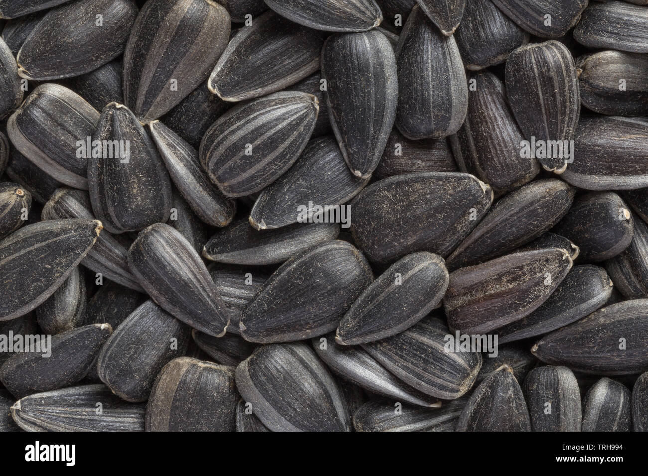 Close up sunflower seeds hi-res stock photography and images - Alamy