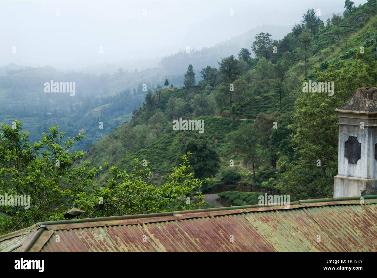 Tea estate sri lanka hi-res stock photography and images - Alamy