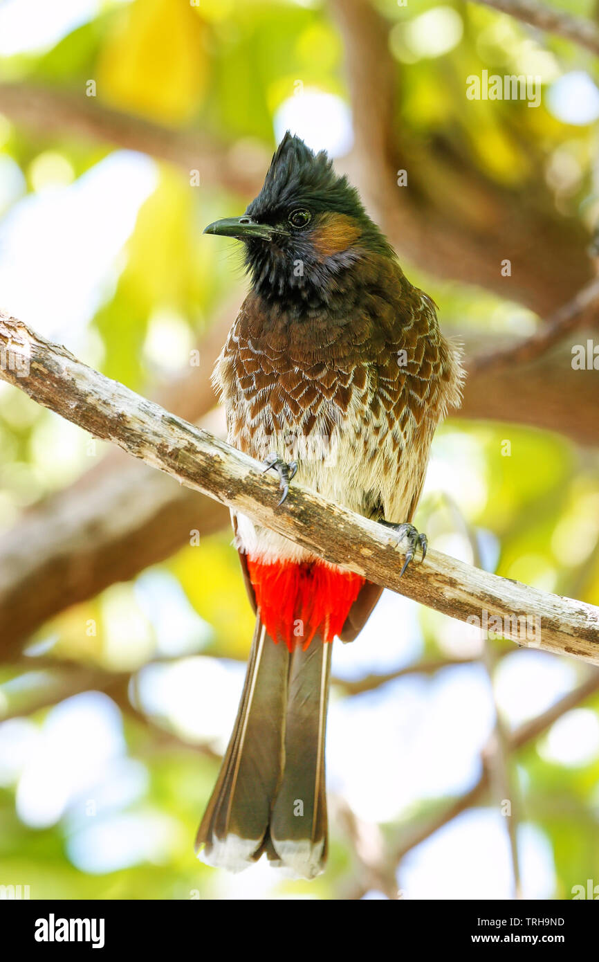 Red vented bulbul male hi-res stock photography and images - Alamy