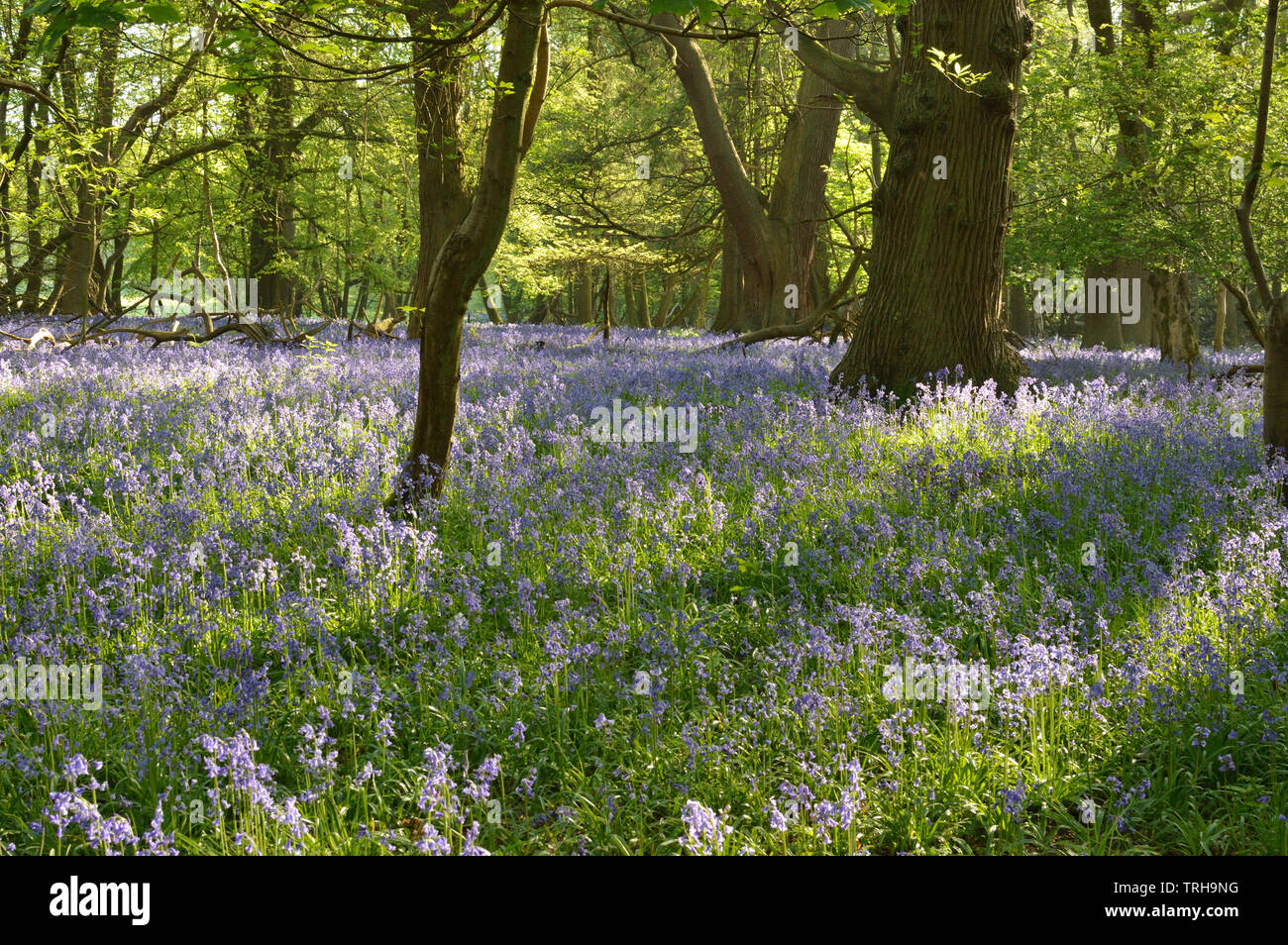 Mixed deciduous forest hi-res stock photography and images - Alamy