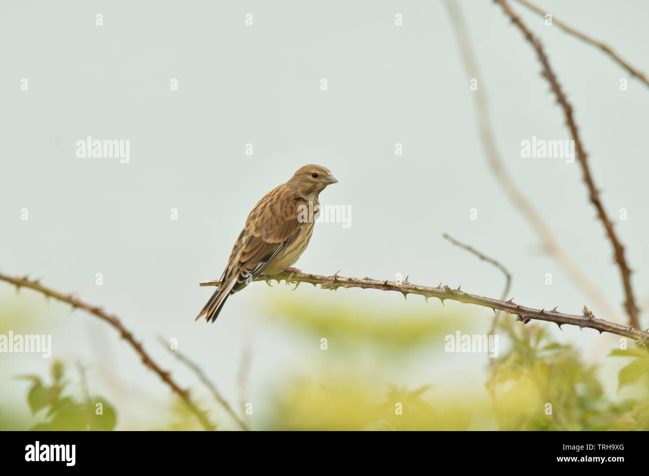 Female linnet hi-res stock photography and images - Alamy