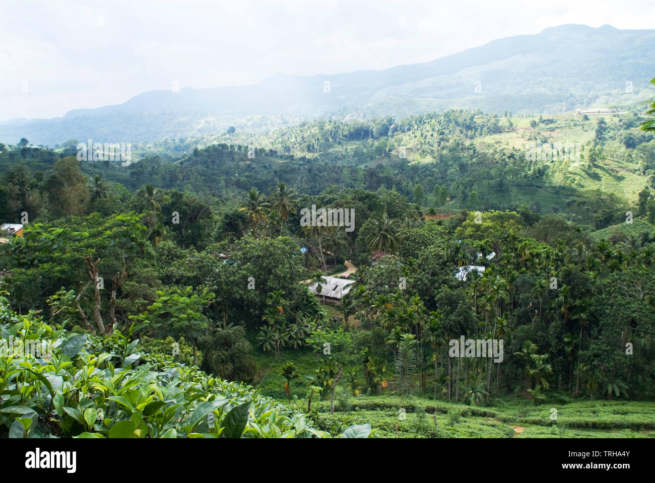 A view over the Dilmah tea estate in the Bogawantalawa region of ...