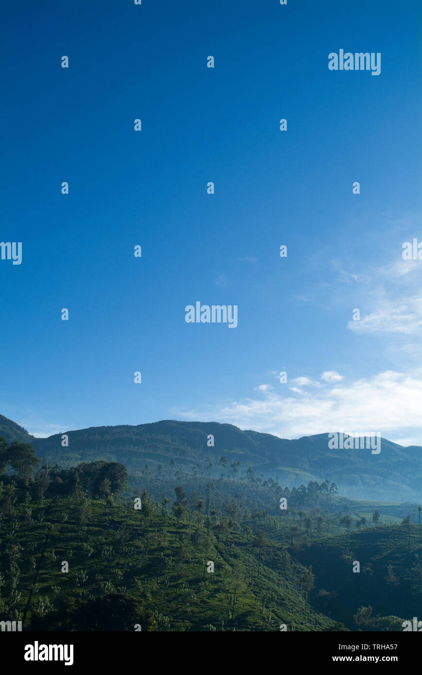 An early morning view over tea estates in the Bogawantalawa region of ...