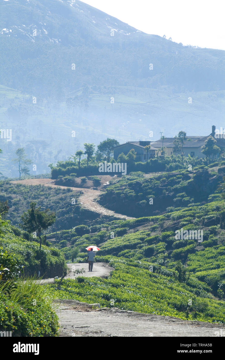 A worker walks along a road in a tea estate in the Dimbula district ...