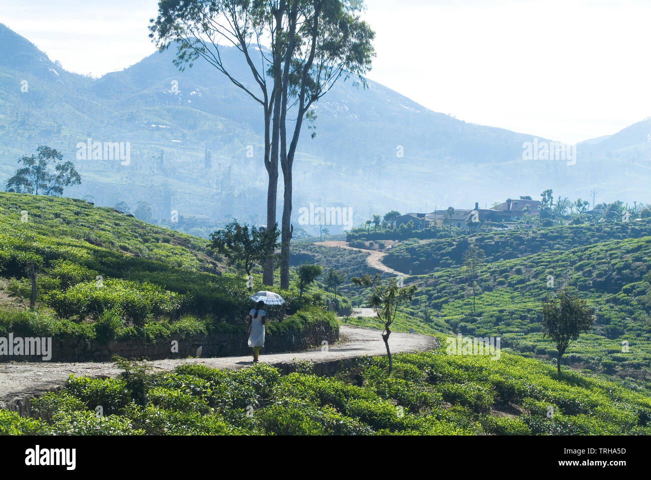 A worker walks along a road in a tea estate in the Dimbula district of ...