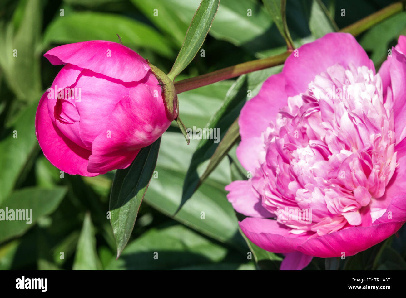 Peony bud opening flower Stock Photo - Alamy