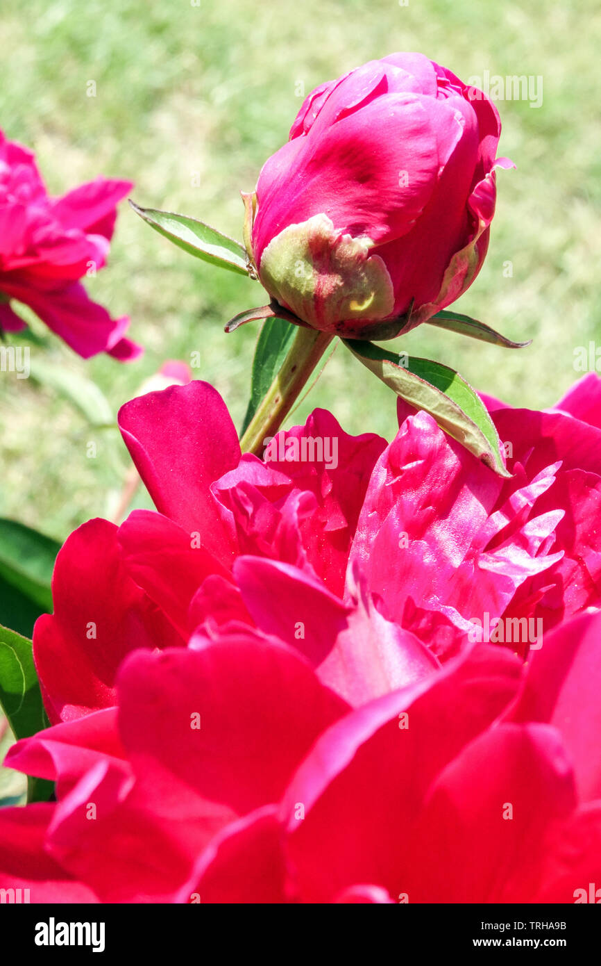 Paeonia lactiflora budding hi-res stock photography and images - Alamy
