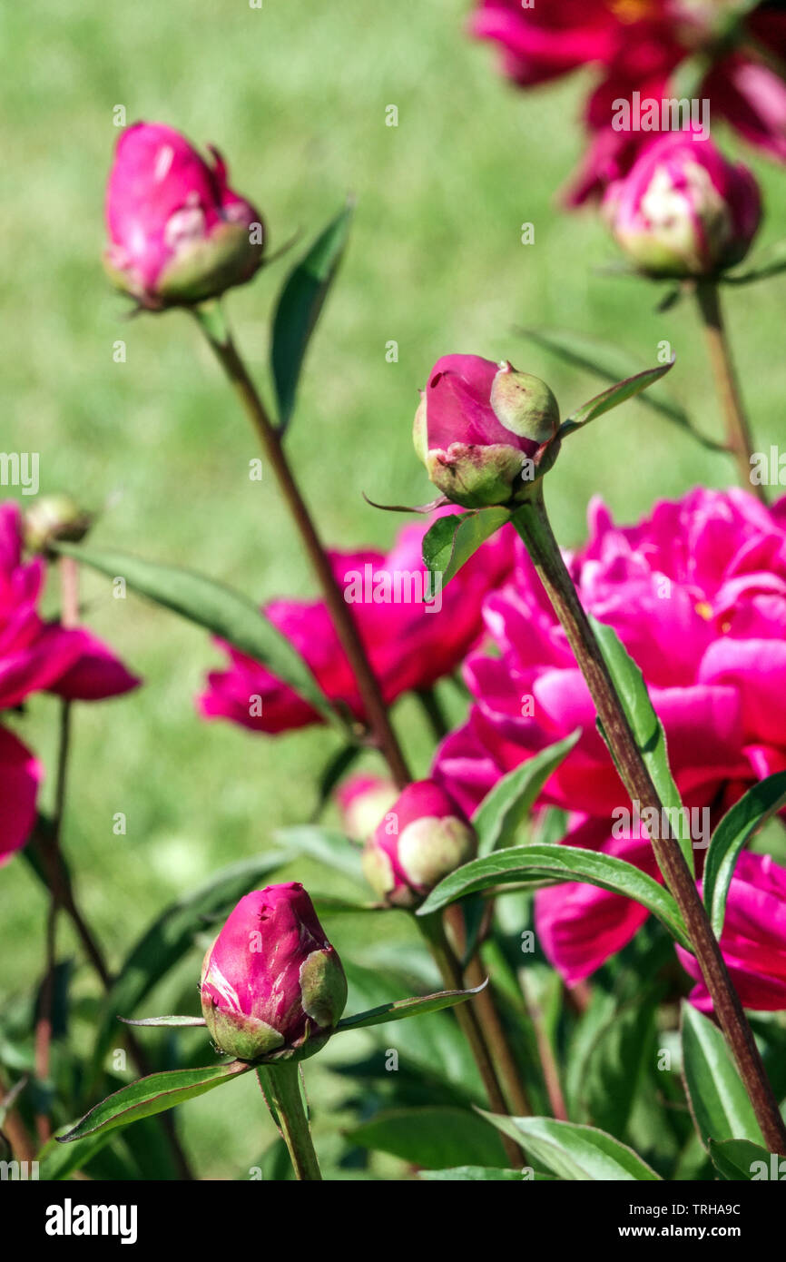 Peony buds budding flowers stems Stock Photo - Alamy