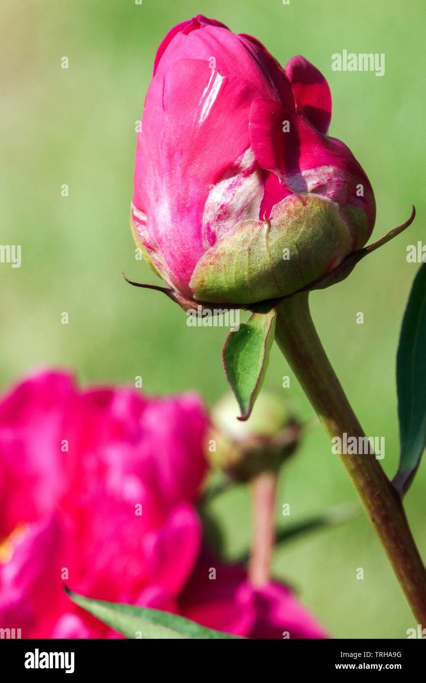 Red Peony flower bud close up flower Stock Photo - Alamy