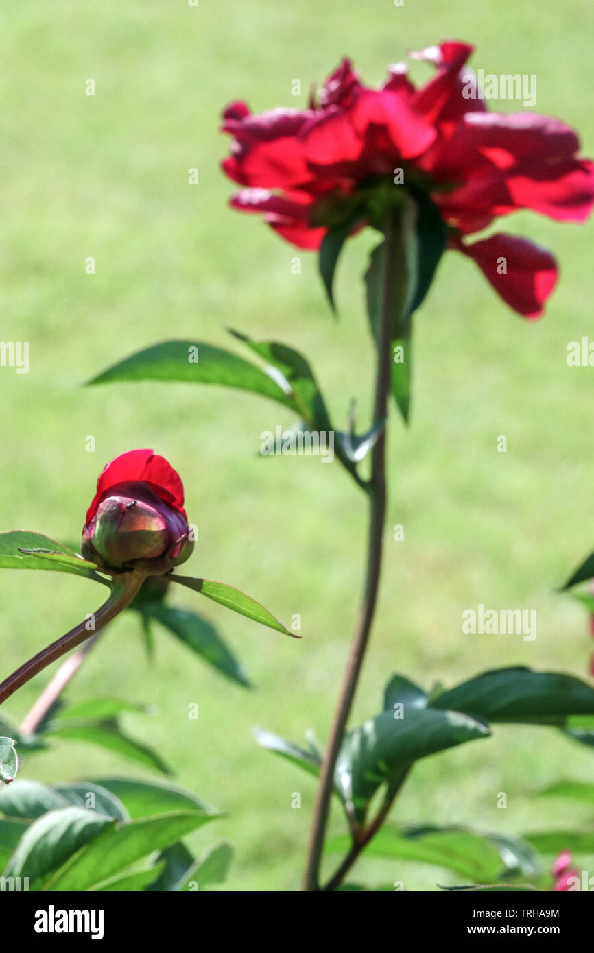 Red Peony bud flower Stock Photo - Alamy