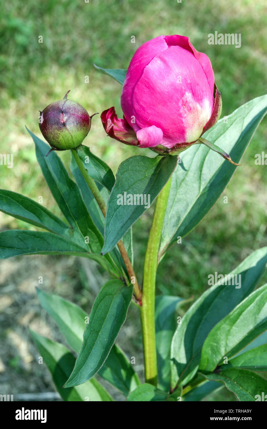 Paeonia lactiflora budding hi-res stock photography and images - Alamy