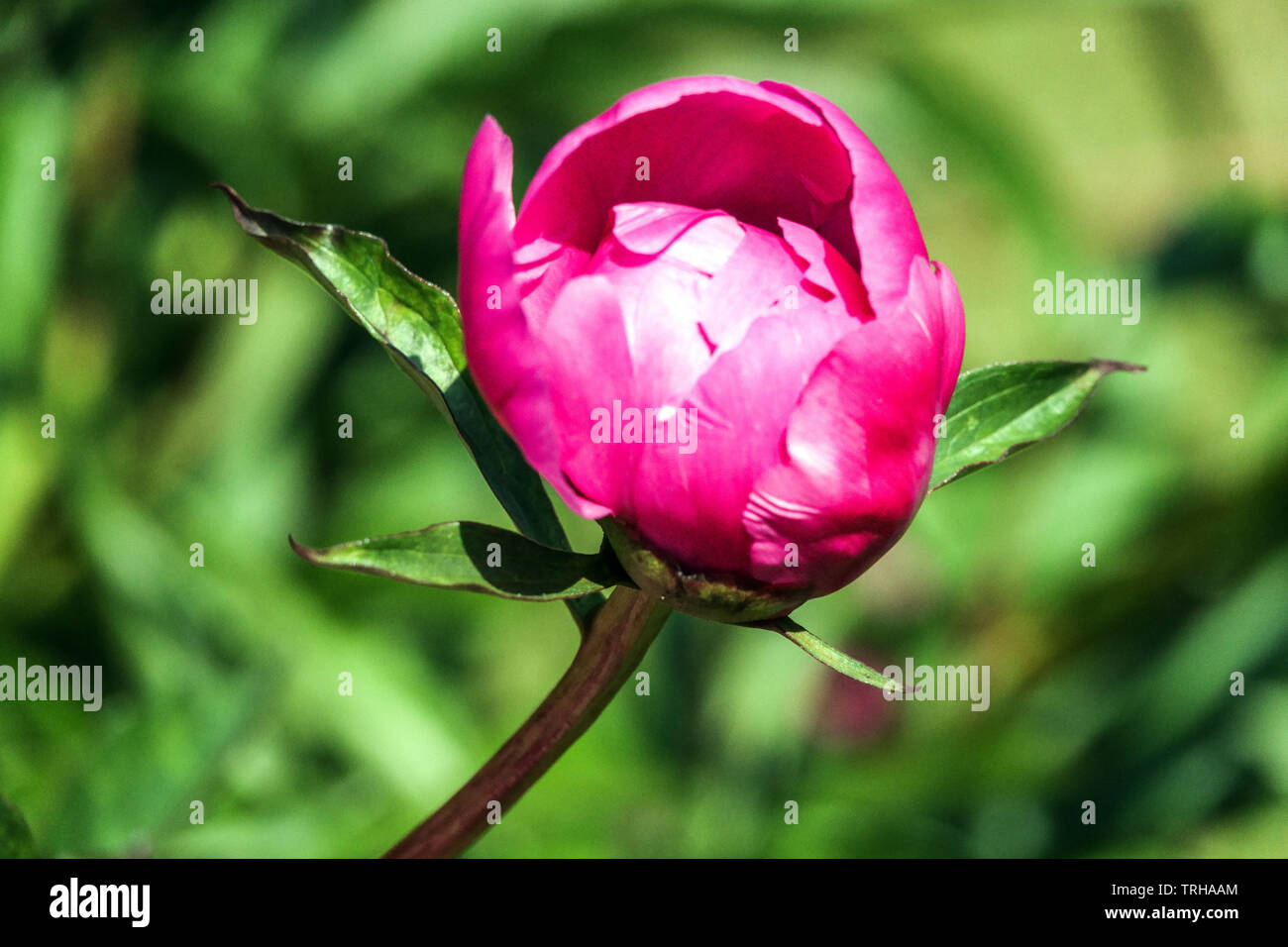 Peony bud, flower open close up Stock Photo - Alamy