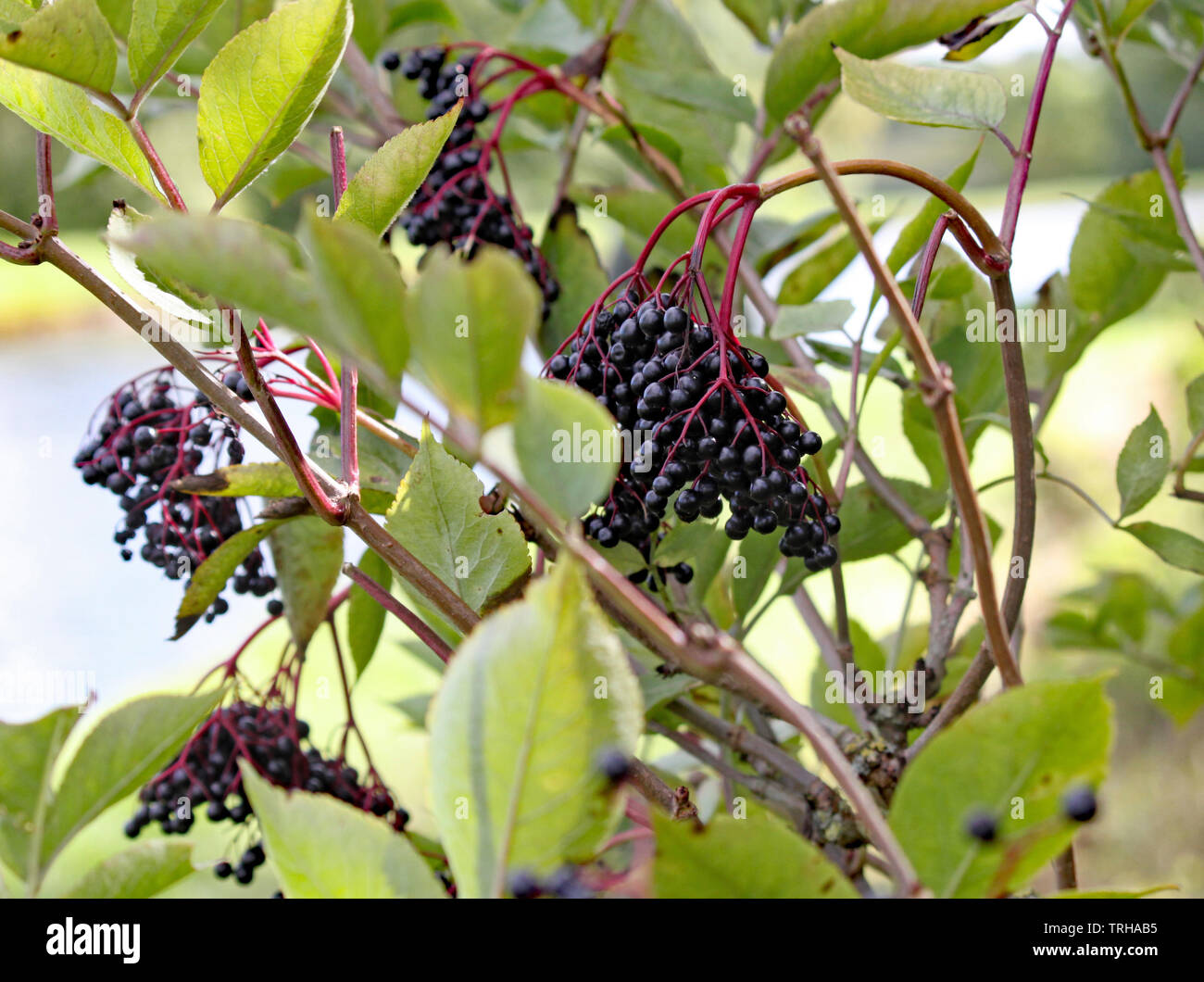 Ripe elderberries growing wild in a tree by the canal Stock Photo - Alamy