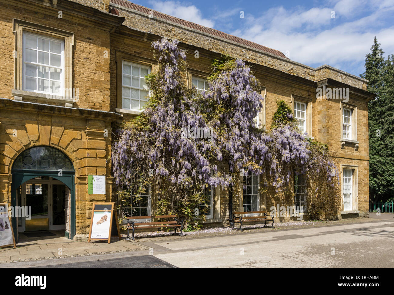 Exterior of Abington Park Museum in Spring with a covering of flowering ...