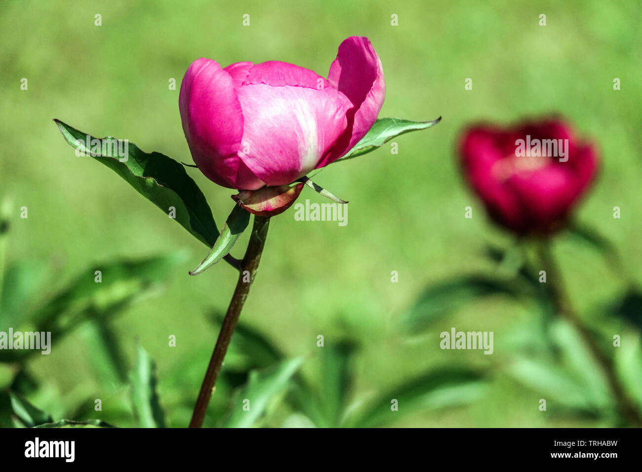 Flower Peony bud opening Stock Photo - Alamy