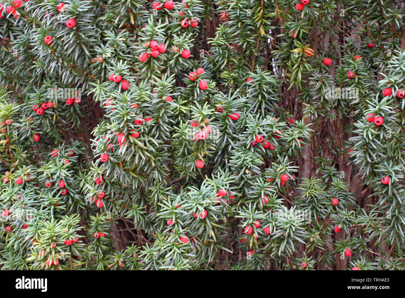 a mass of yew tree berries growing on a tree Stock Photo - Alamy