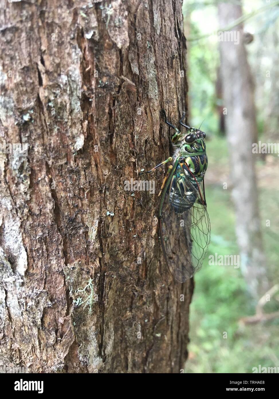 The chorus cicada, Amphipsalta zelandica, a common species of cicada in ...