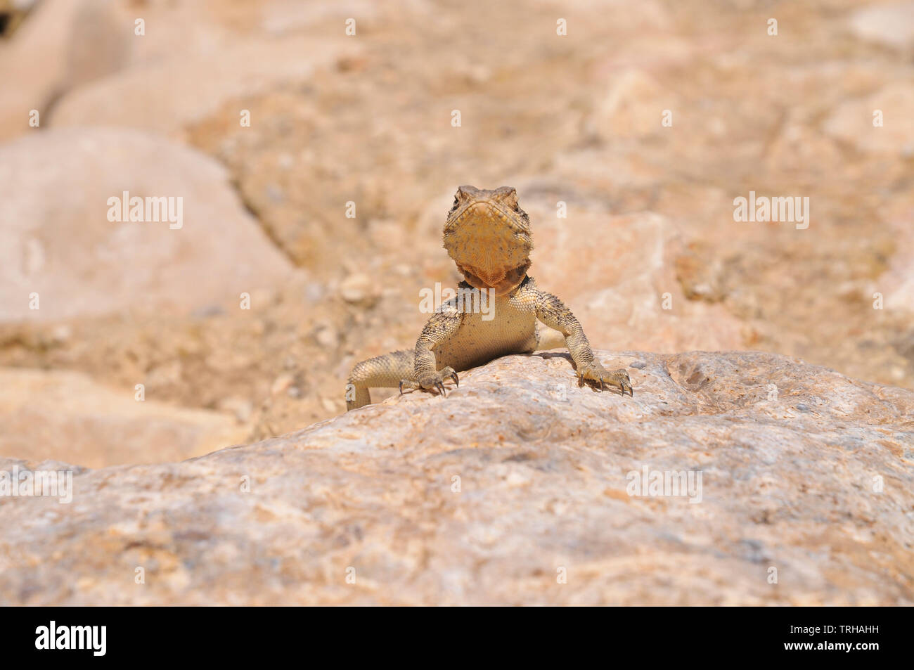 Stellagama (Stellagama stellio) AKA stellion, hardim, hardun, star ...