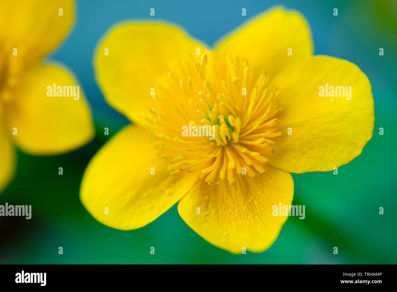 Buttercup plant family hi-res stock photography and images - Alamy