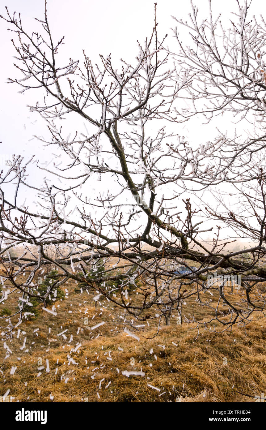 icy nature in winter in Italy Stock Photo - Alamy