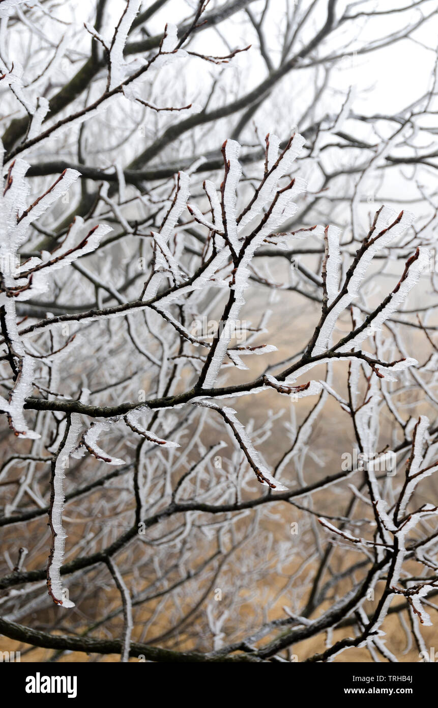 icy nature in winter in Italy Stock Photo - Alamy