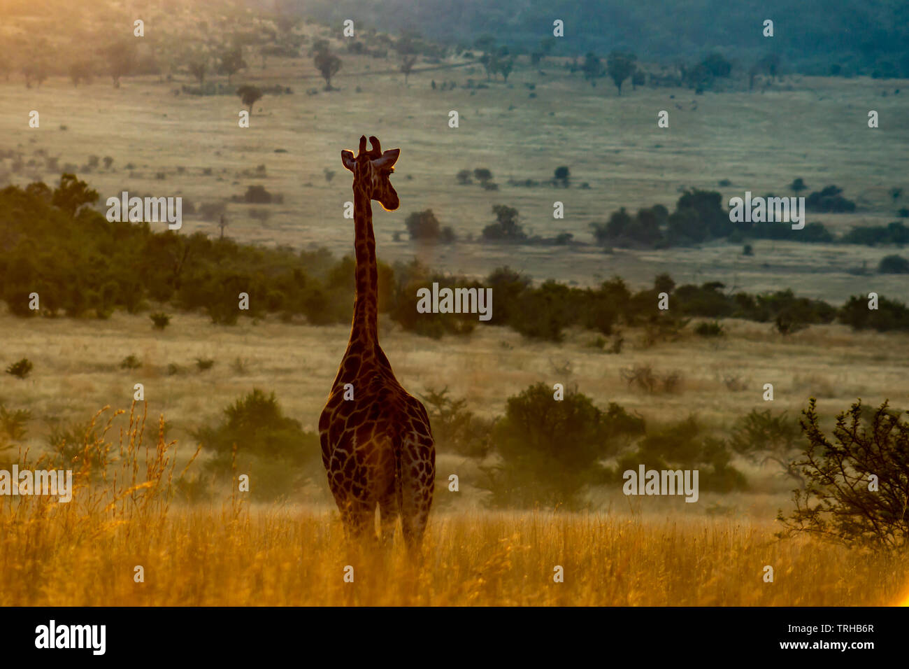 Giraffe standing in the morning sun Stock Photo - Alamy