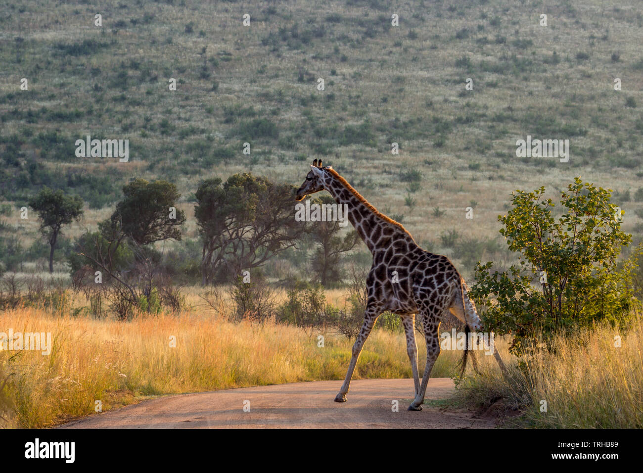 Giraffe crossing a dirt road Stock Photo - Alamy