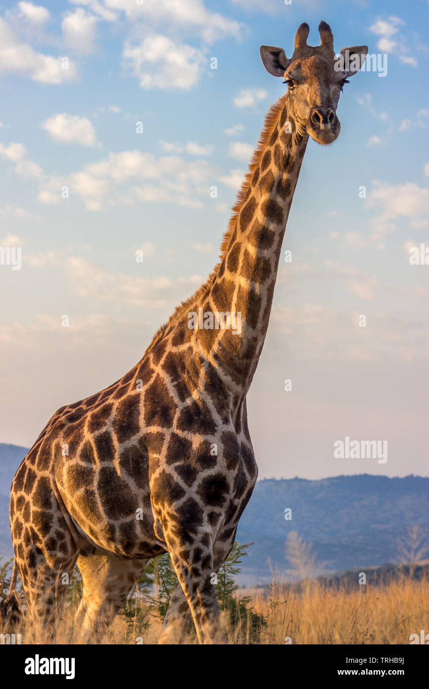 Giraffe closeup with blue sky Stock Photo - Alamy