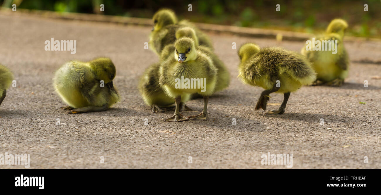 Greylag Goose chicks at Slimbridge Stock Photo - Alamy