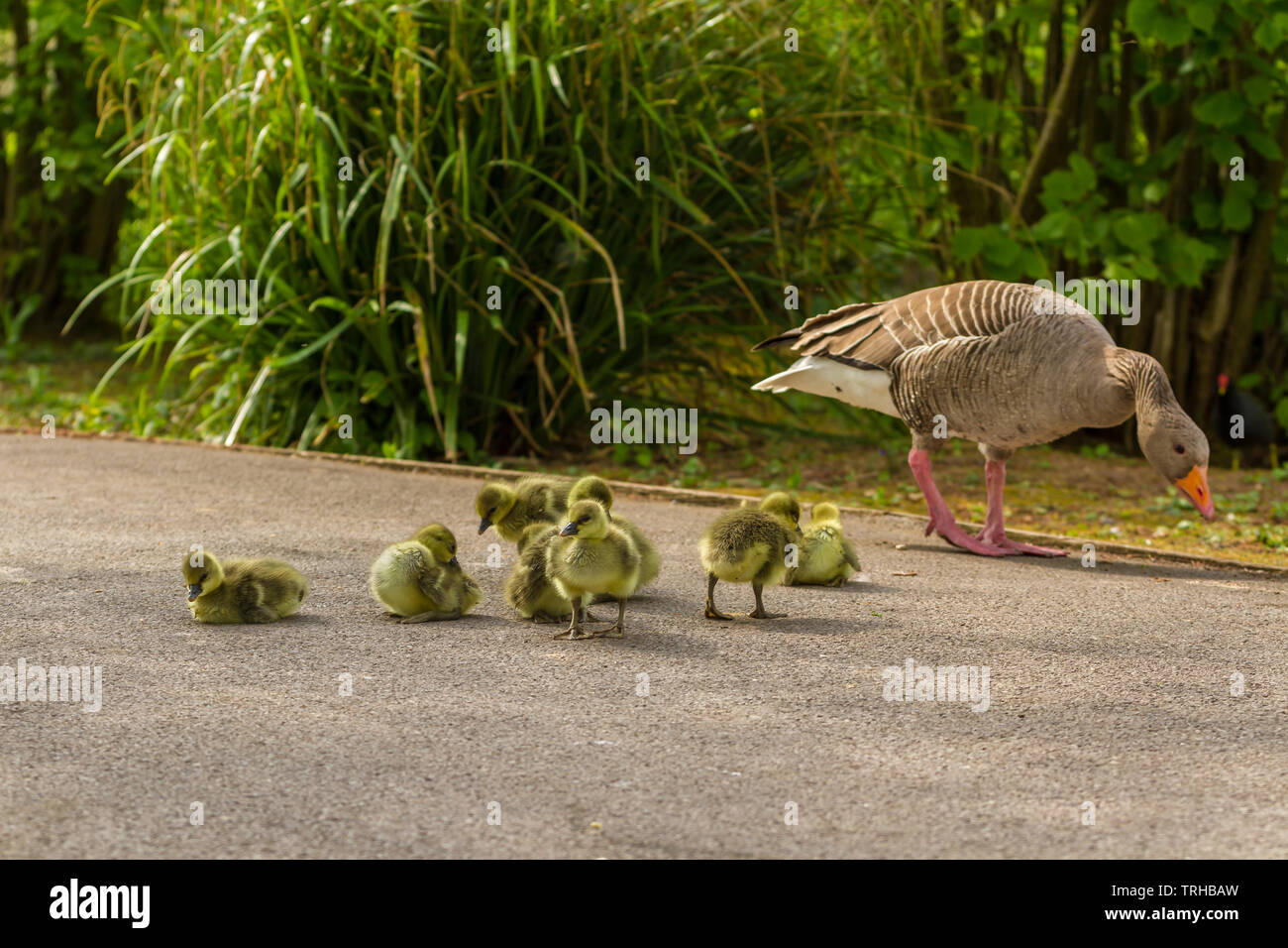 Group of fluffy chicks hi-res stock photography and images - Alamy