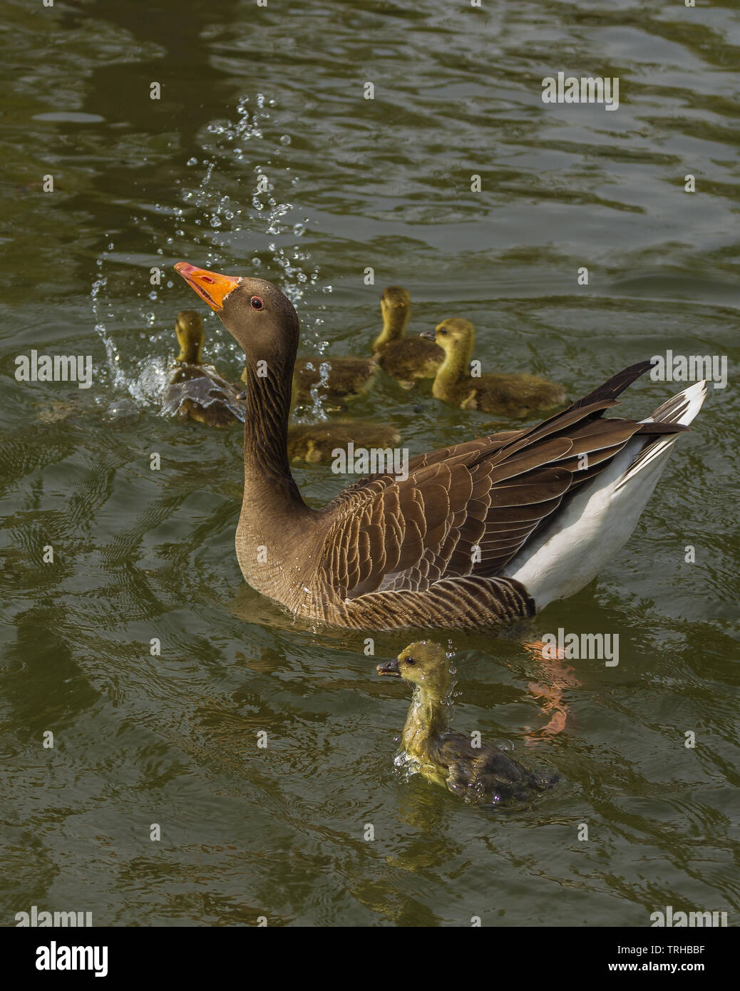 Greylag goose flock family hi-res stock photography and images - Alamy