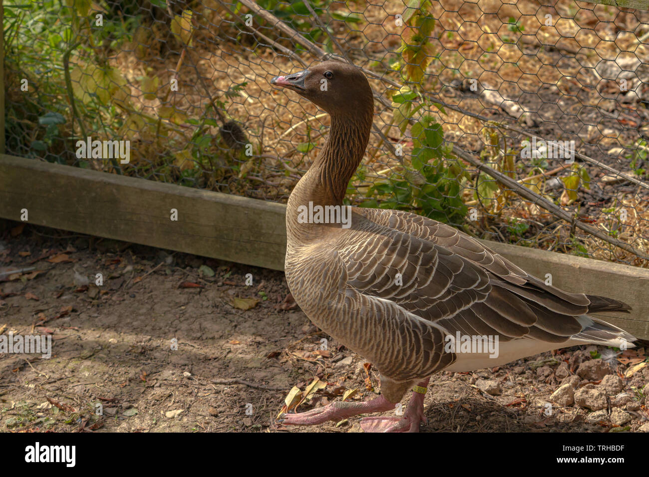 Pink-footed goose at Slimbridge Stock Photo - Alamy