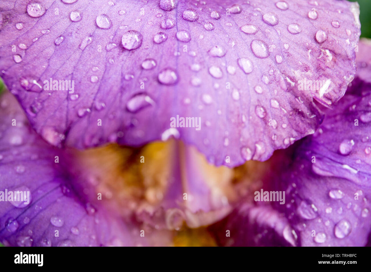 Yellow Inner Petals High Resolution Stock Photography and Images - Alamy