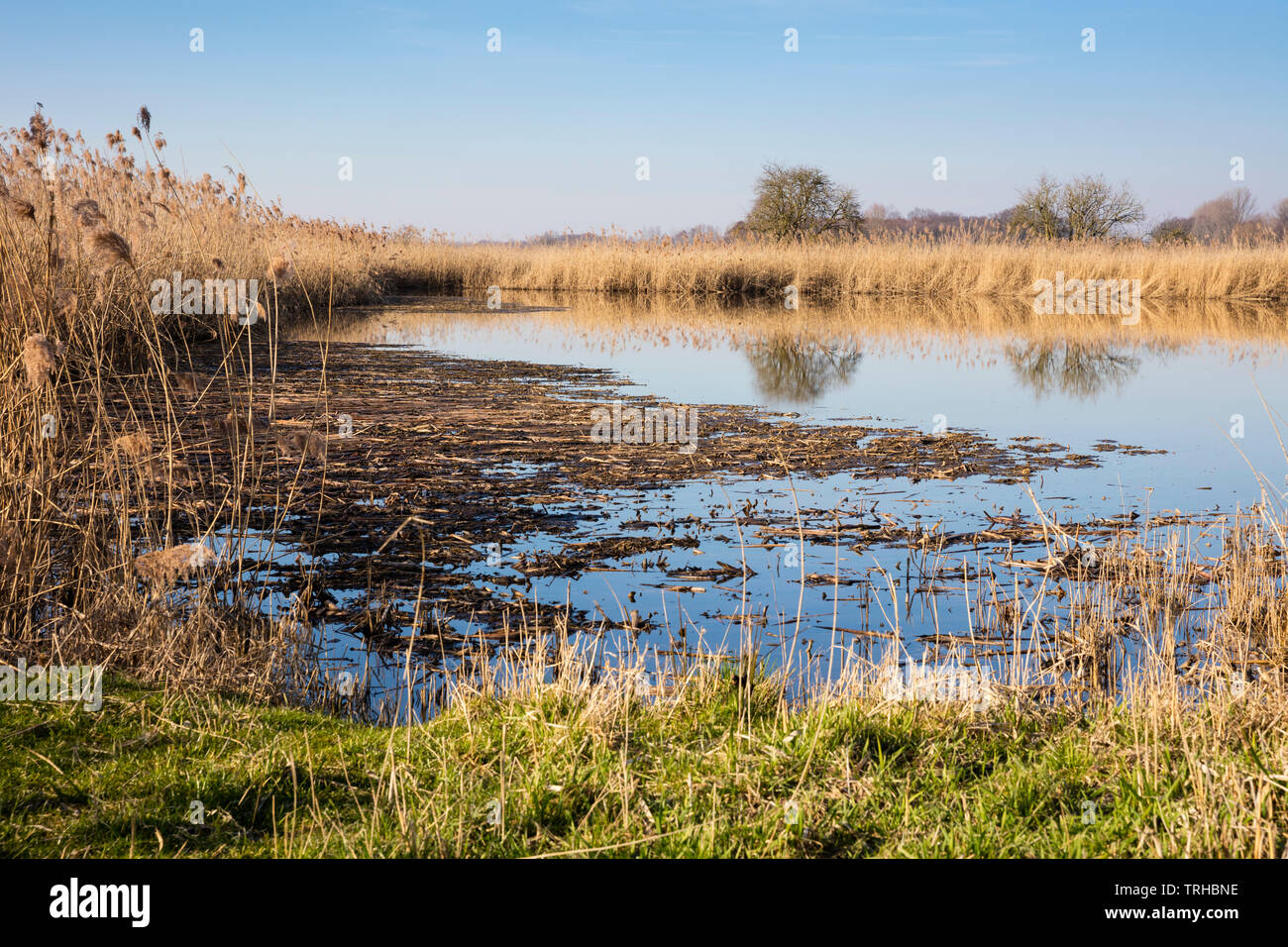 Water reed hi-res stock photography and images - Alamy
