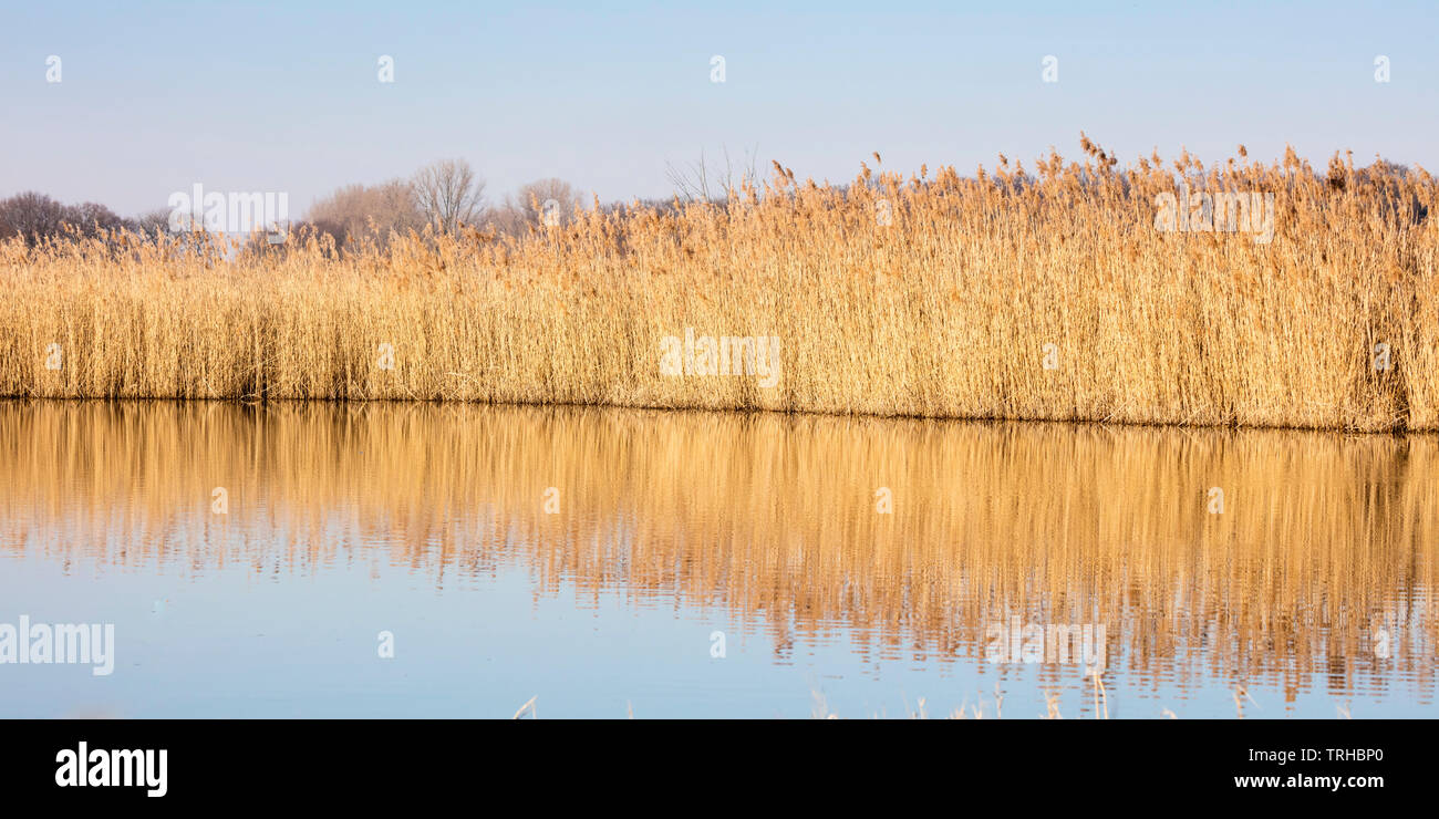 Water reed hi-res stock photography and images - Alamy
