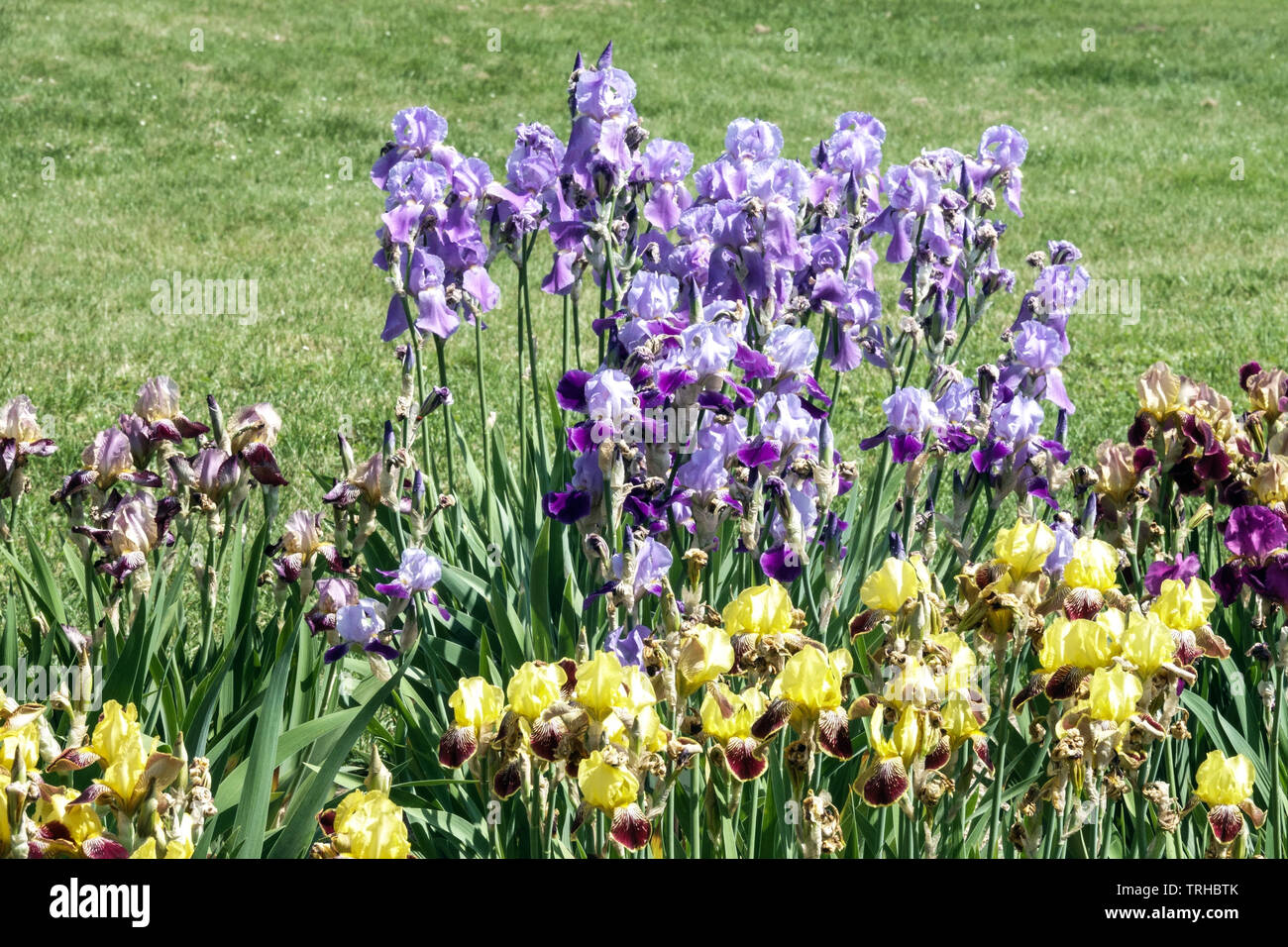 Colorful garden flowers, mixed irises, perennial plants Tall bearded iris border flower bed ...