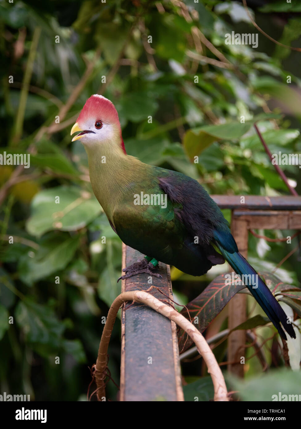 Red crested turaco hi-res stock photography and images - Alamy