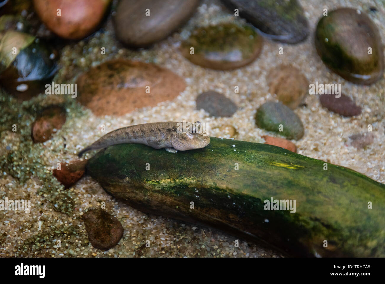 Mudskipper or amphibious fish hi-res stock photography and images - Alamy