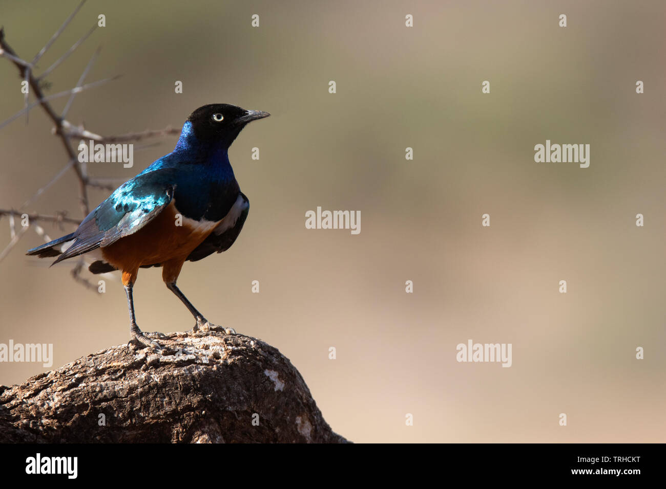 Superb starling, bird, staring, perched, purple, blue, irridescent ...