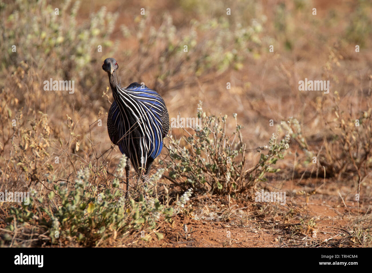 Guinea fowl flock hi-res stock photography and images - Alamy