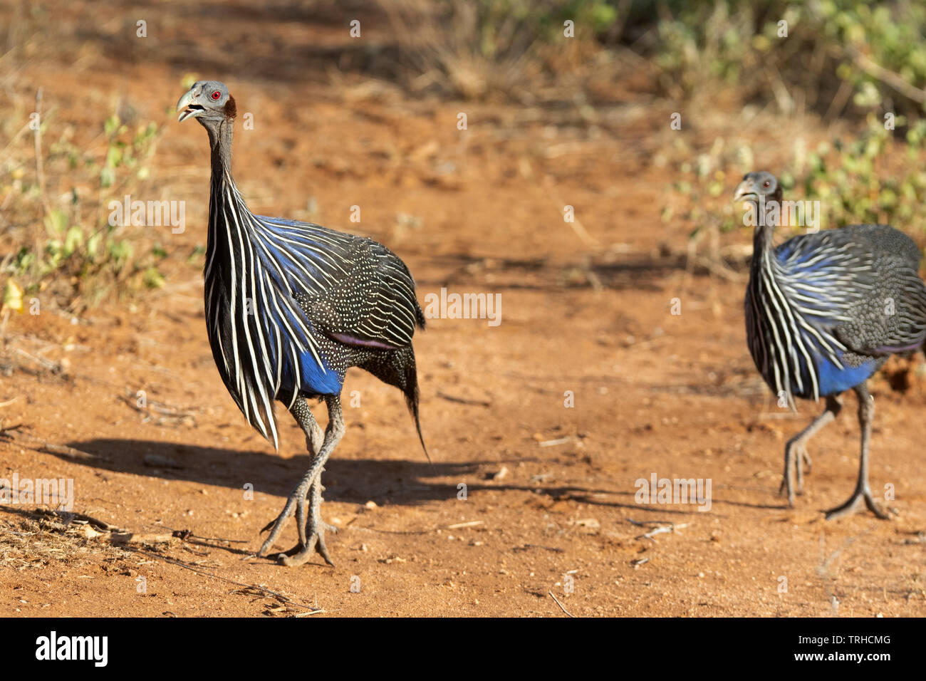 Flock of guineafowl hi-res stock photography and images - Alamy