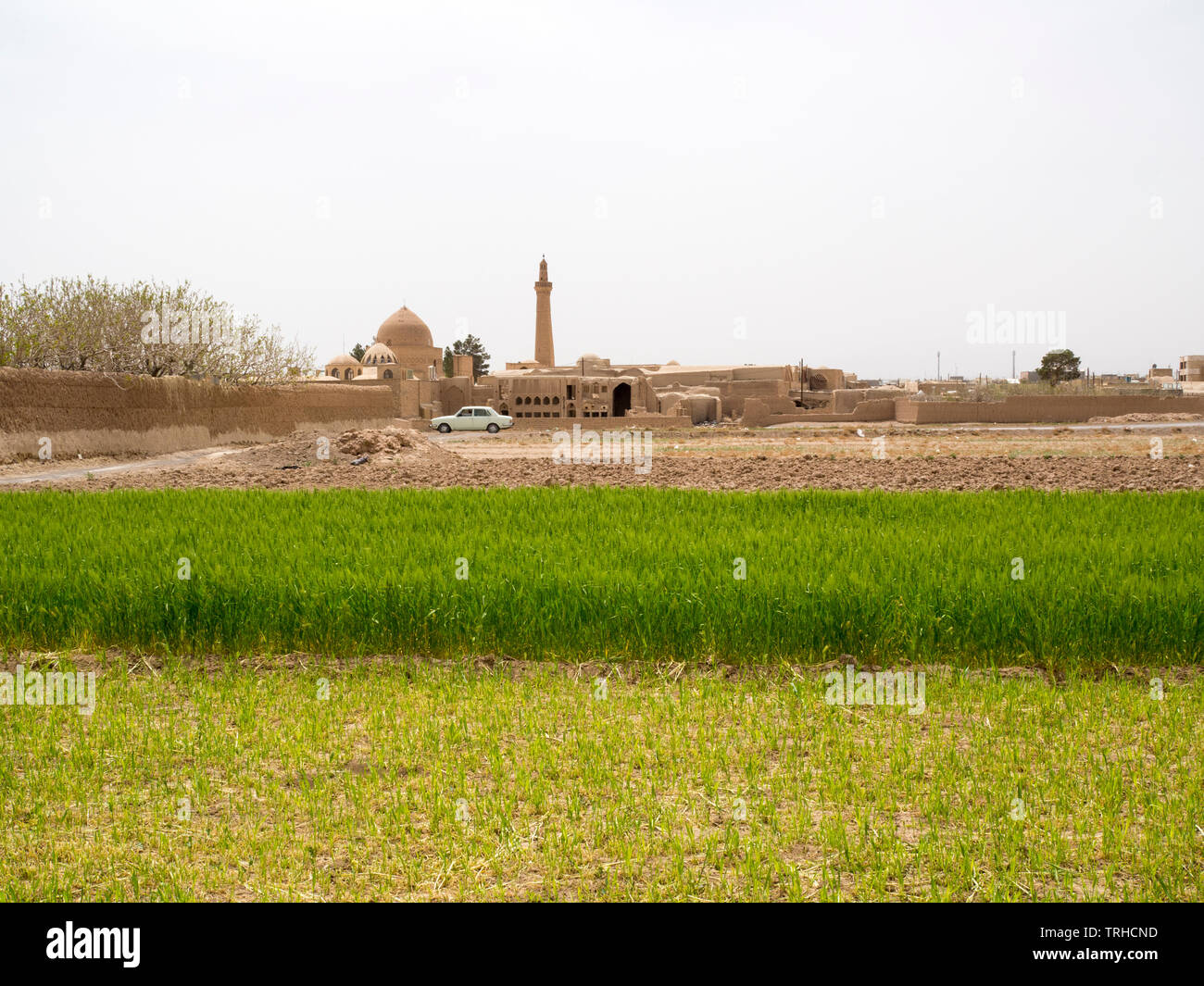 Growing wheat in the desert in Nain, an ancient city in the desert in ...